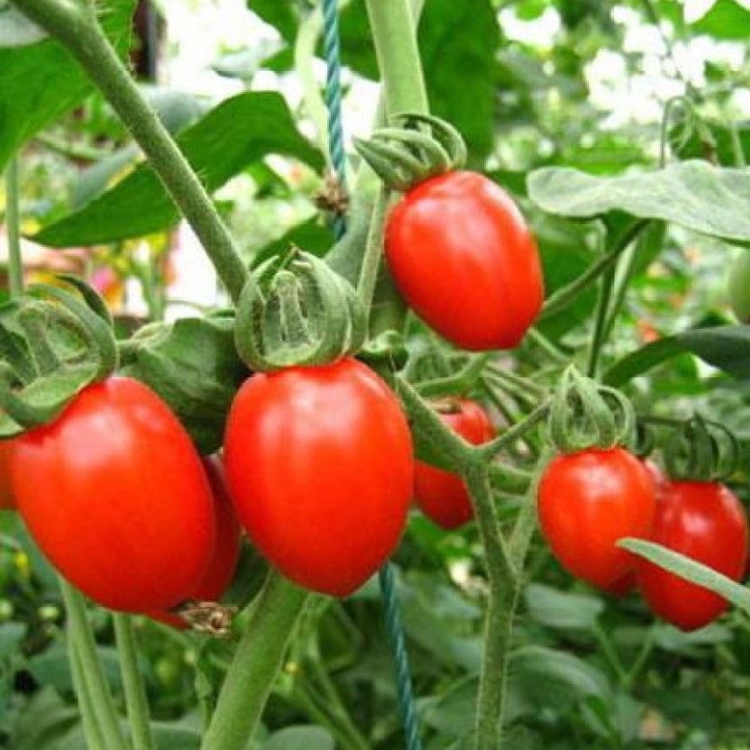 F1 Hybrid Tomatoes 30 Seeds – Capital Garden Center