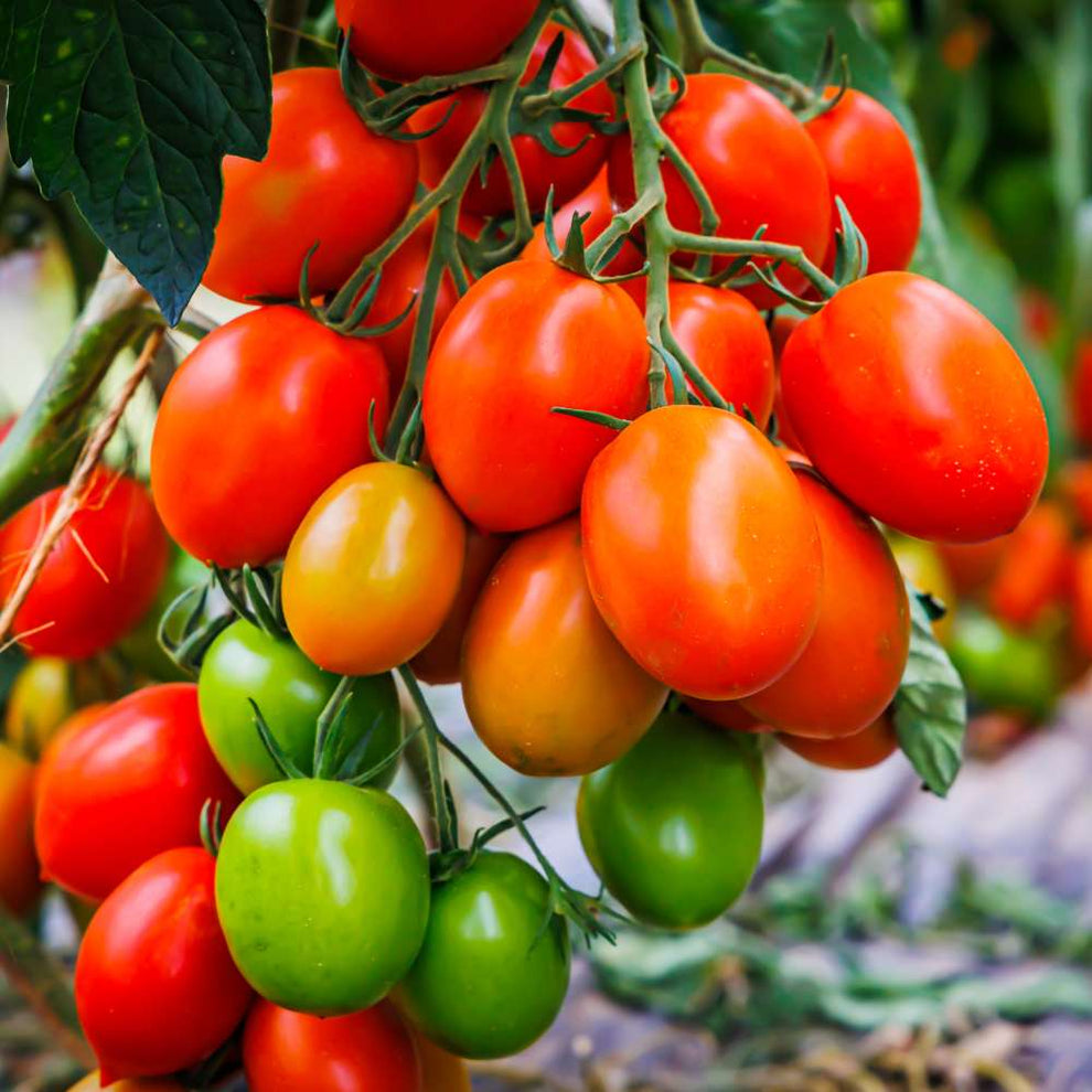 F1 Hybrid Seminis Ansal Tomato 15 Seeds – Capital Garden Center