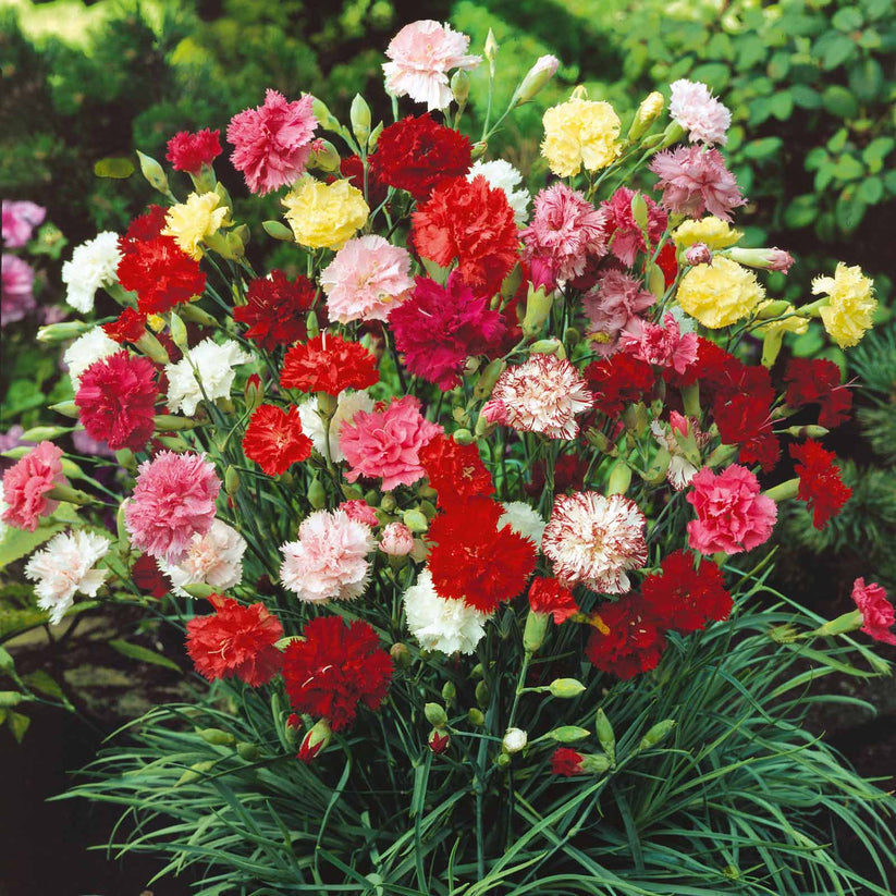 Carnation Chabaud 20+ Seeds – Capital Garden Center