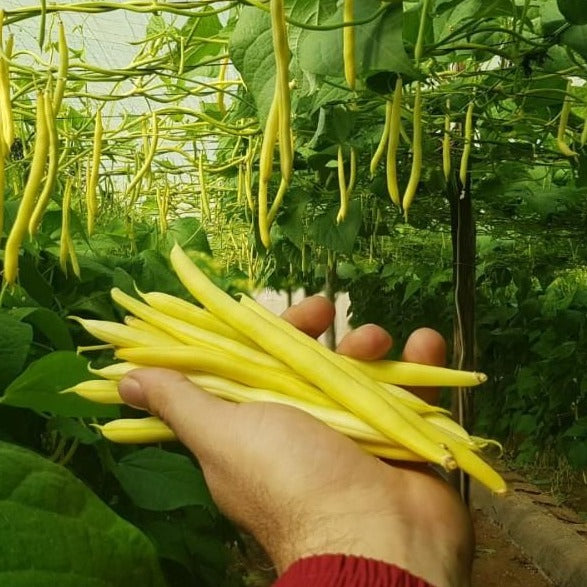 Yellow Pole Bean 10 Seeds – Capital Garden Center